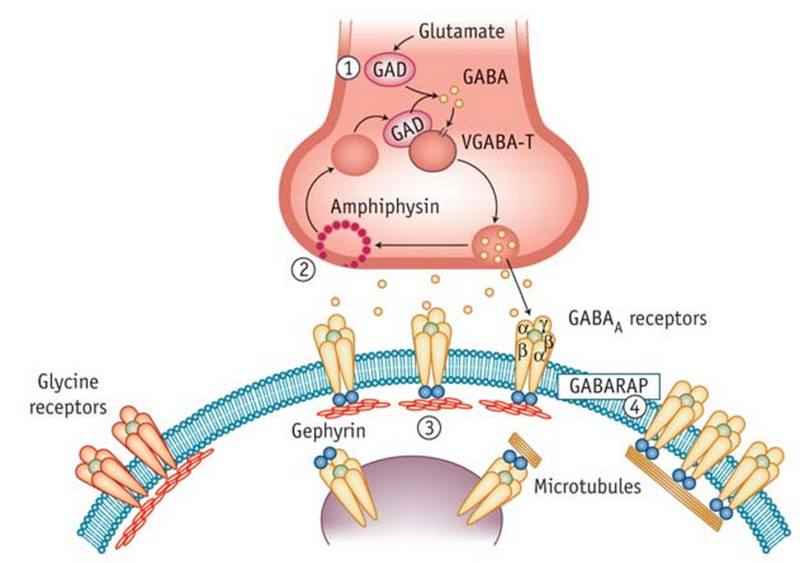 STIFF PERSON SYNDROME PRESENTING AS NON-EPILEPTIC SEIZURE DISORDER ...